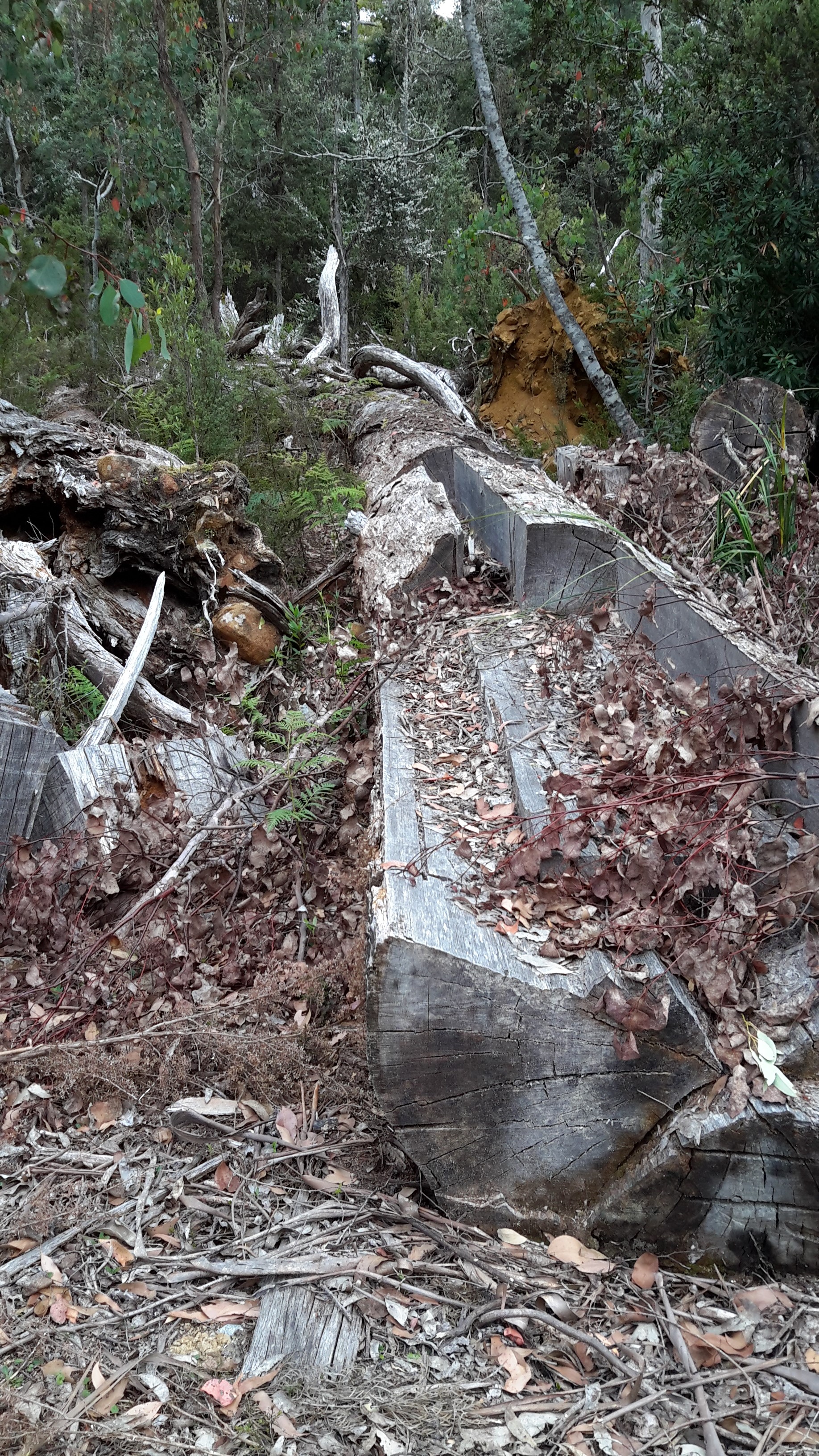 The marks of man | Walking the Derwent River